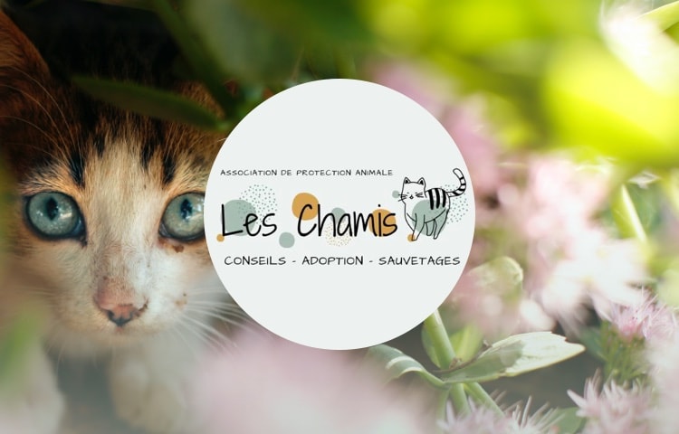 Les Chamis - Voice - Yummypets