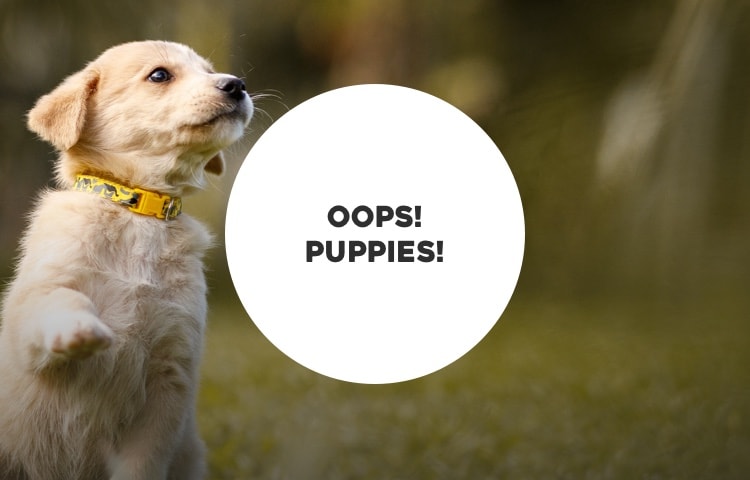 Oops! Puppies - Voice - Yummypets